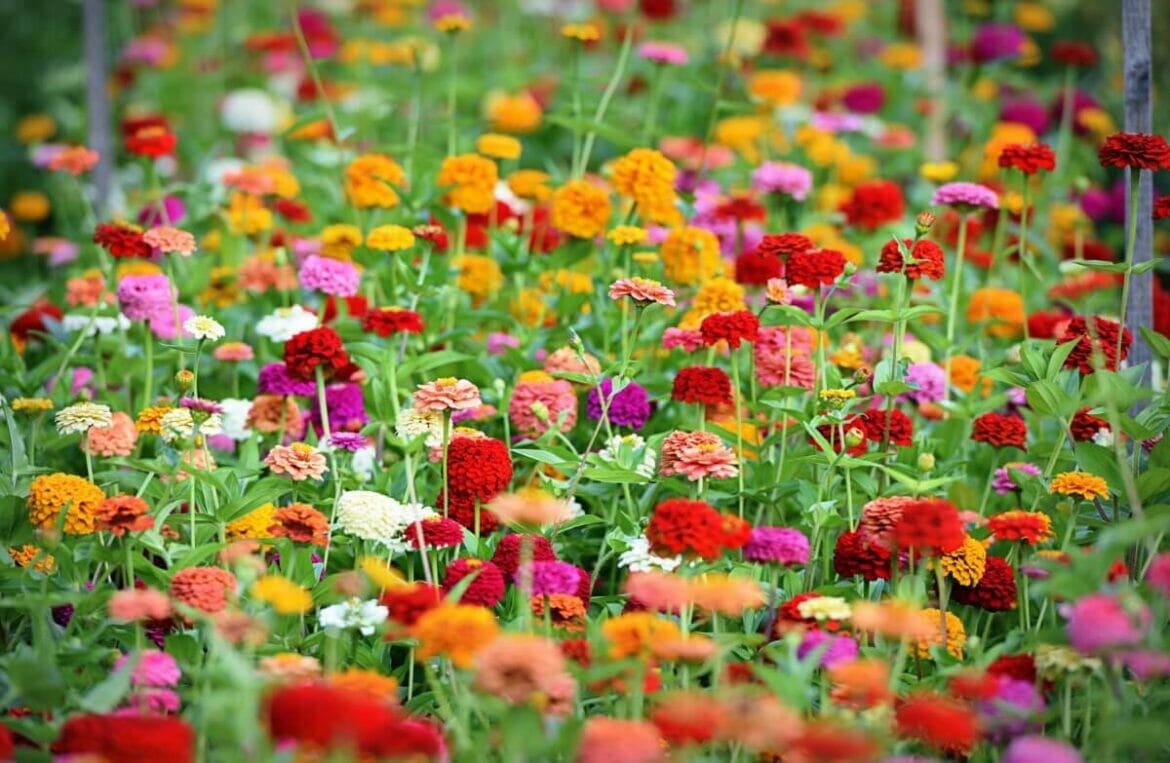 43 Popular Types of Zinnia Flowers - Petal Republic