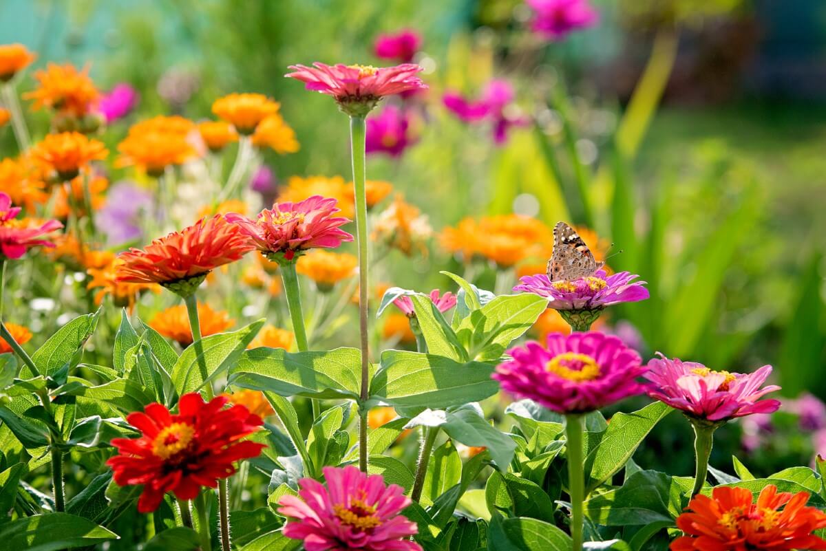 43 Popular Types of Zinnia Flowers - Petal Republic