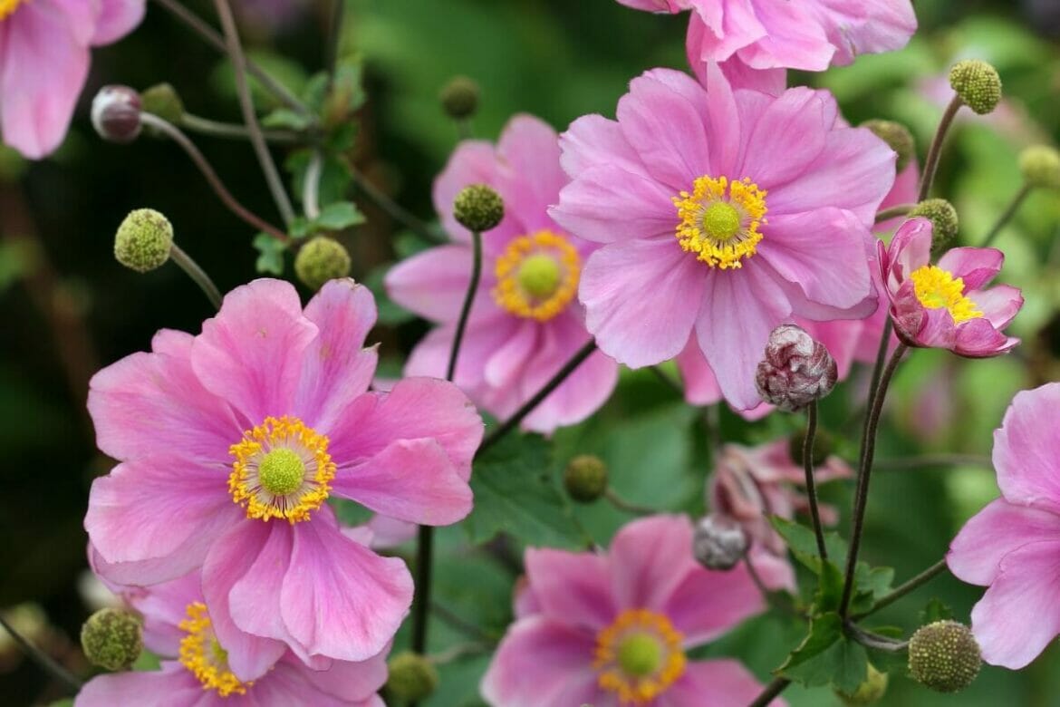 11 Amazing Uses and Benefits of Anemone Flowers - Petal Republic