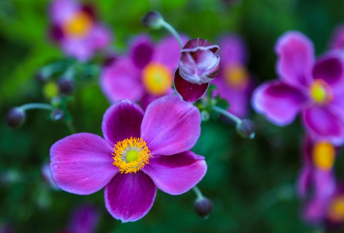 30 Popular Types of Anemone Flowers - Petal Republic