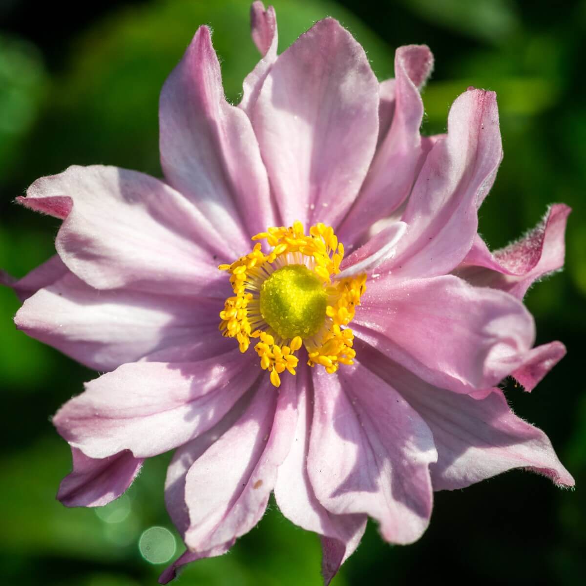 30 Popular Types of Anemone Flowers - Petal Republic