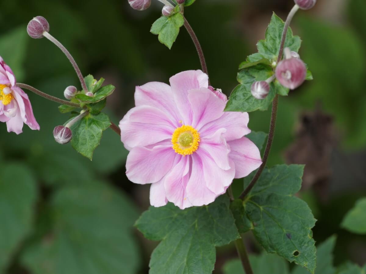 30 Popular Types of Anemone Flowers - Petal Republic