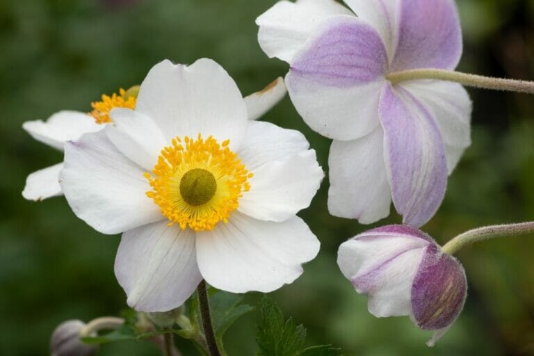 30 Popular Types of Anemone Flowers - Petal Republic
