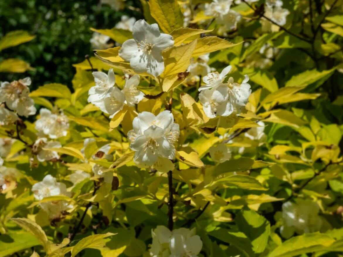 18 Beautiful Mock Orange Varieties (Philadelphus) - Petal Republic