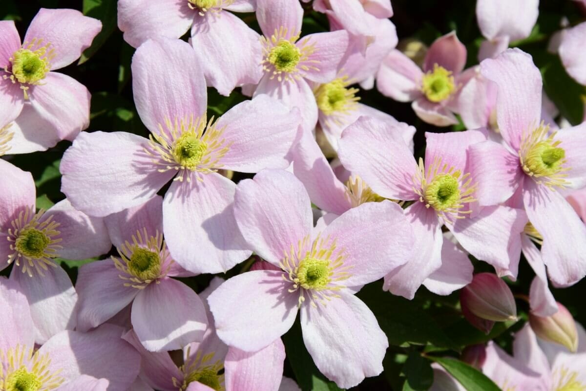 10 Popular Clematis Varieties For Beautiful Garden Displays - Petal ...
