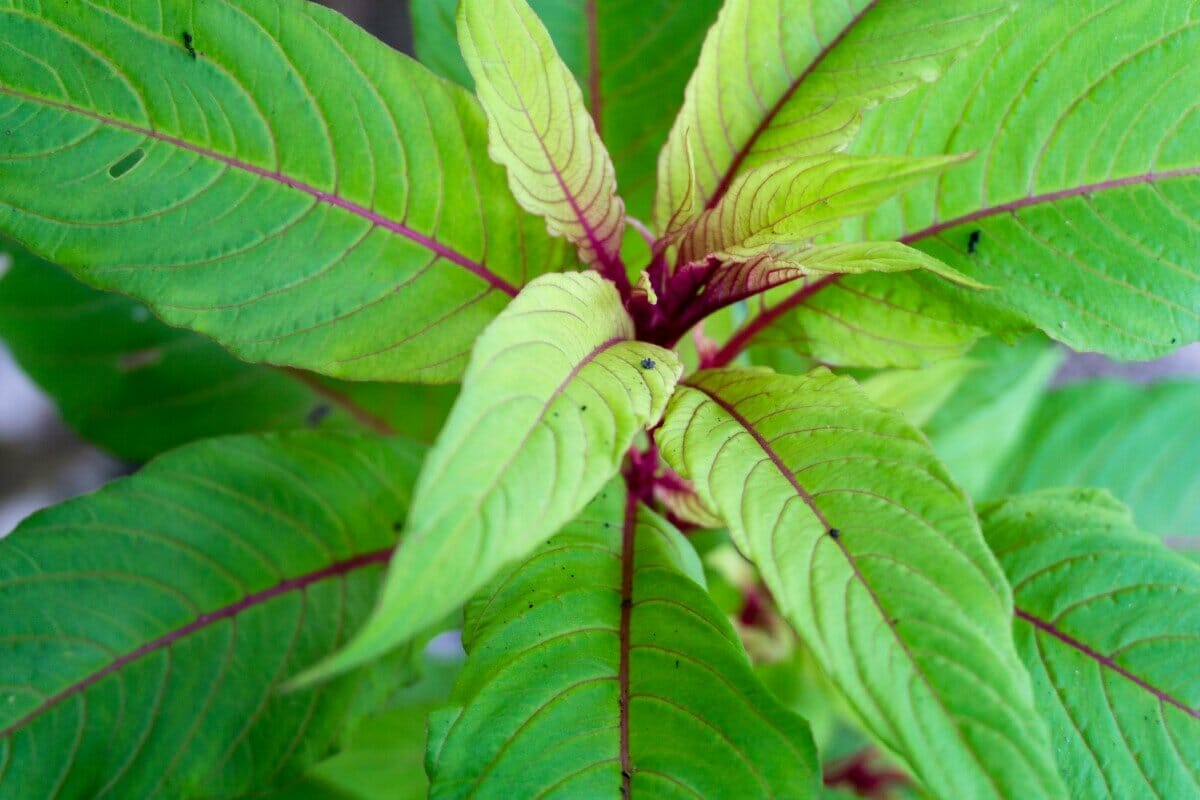 40 Types of Green Flowers For Vibrant Garden Displays - Petal Republic