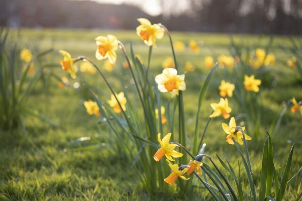 10 Toxic Plants You Likely Have Growing In Your Garden - Petal Republic