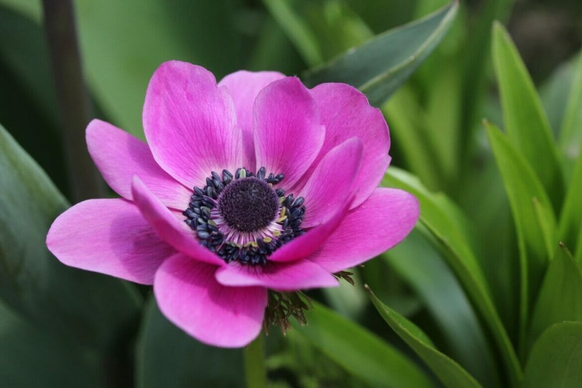 30 Popular Types of Anemone Flowers - Petal Republic
