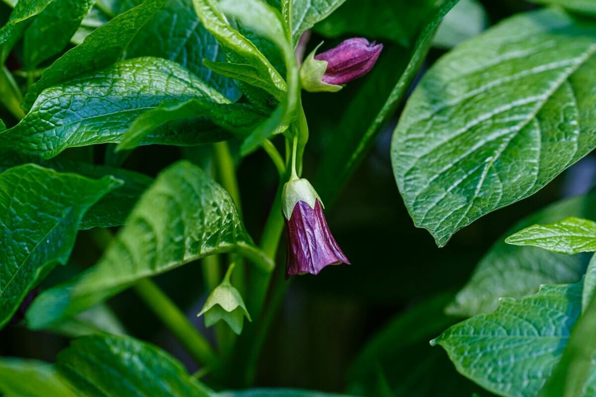 10 Toxic Plants You Likely Have Growing In Your Garden - Petal Republic