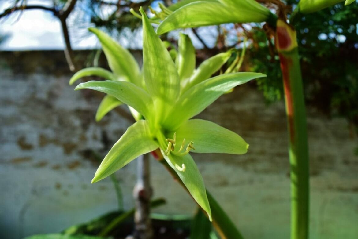 40 Types of Green Flowers For Vibrant Garden Displays - Petal Republic