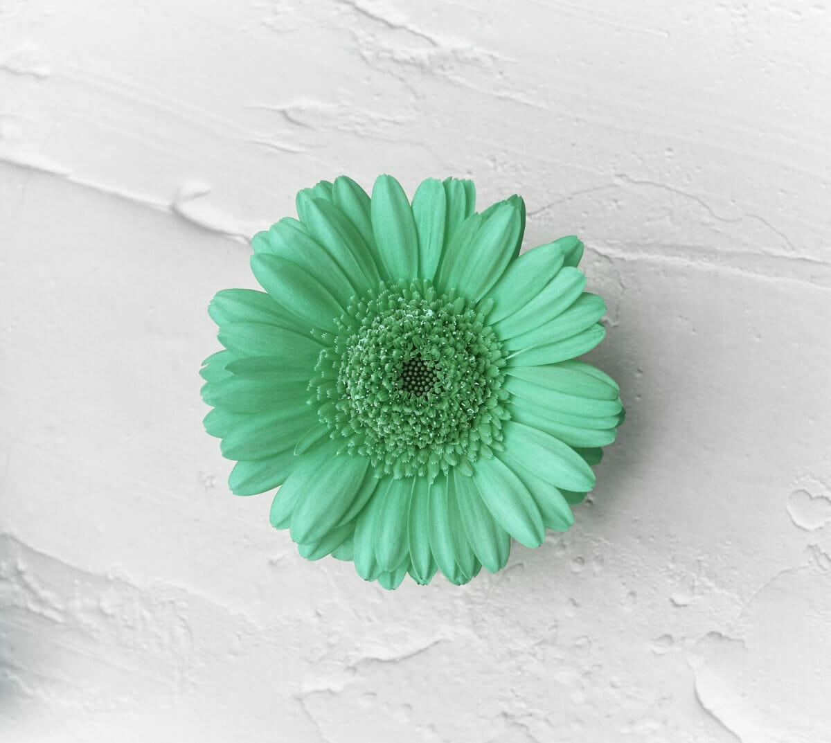 40 Types of Green Flowers For Vibrant Garden Displays - Petal Republic