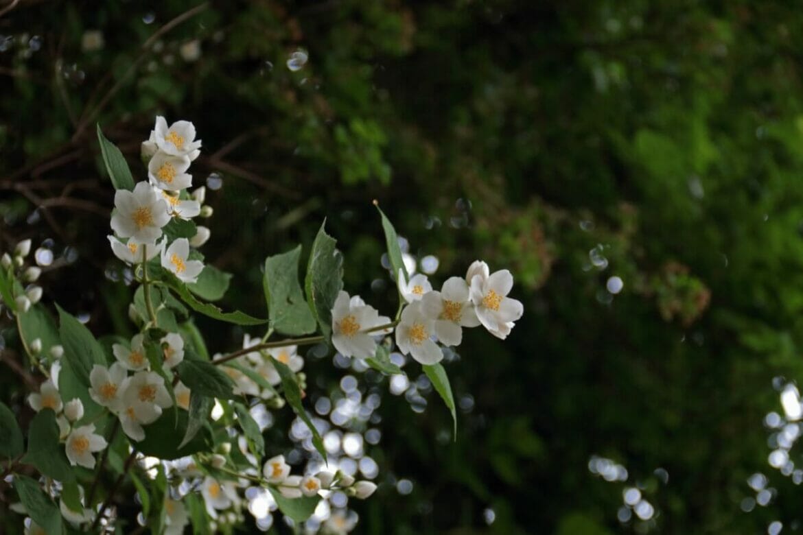 18 Beautiful Mock Orange Varieties (Philadelphus) - Petal Republic