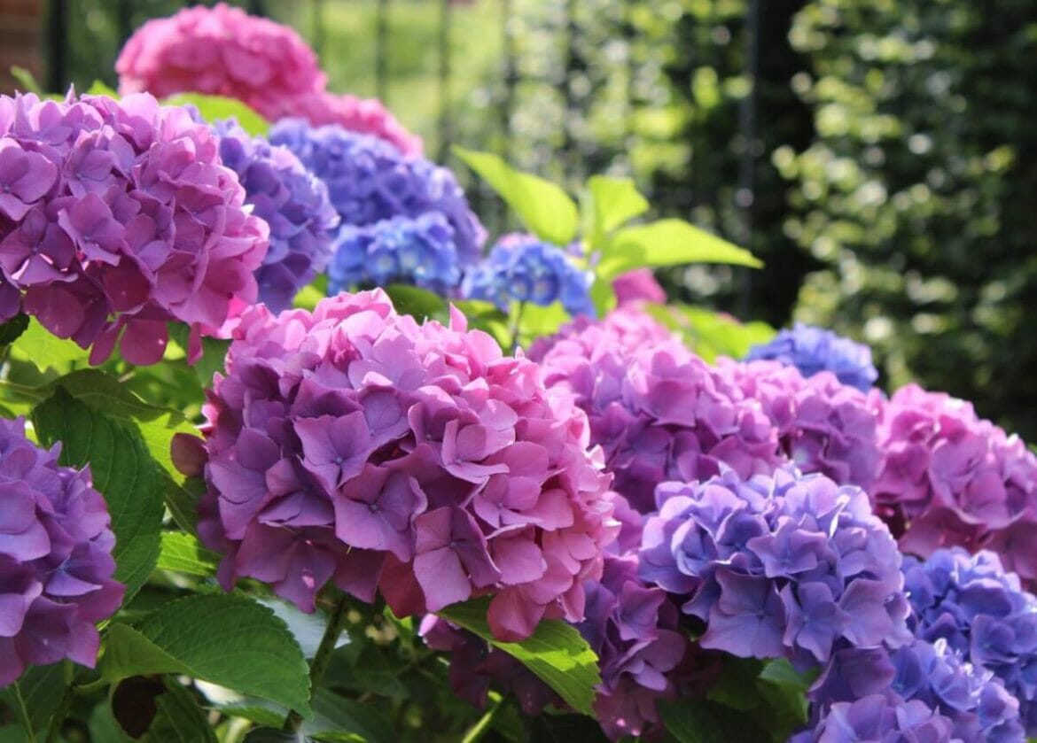 10 Toxic Plants You Likely Have Growing In Your Garden - Petal Republic