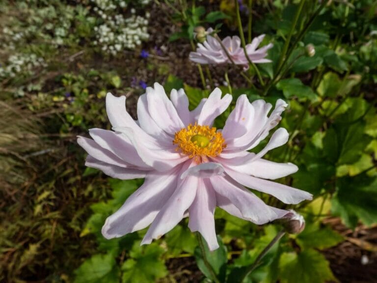 30 Popular Types of Anemone Flowers - Petal Republic