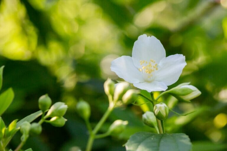 18 Beautiful Mock Orange Varieties (Philadelphus) - Petal Republic