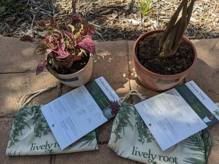 Lively Root Plant Delivery Review - Petal Republic