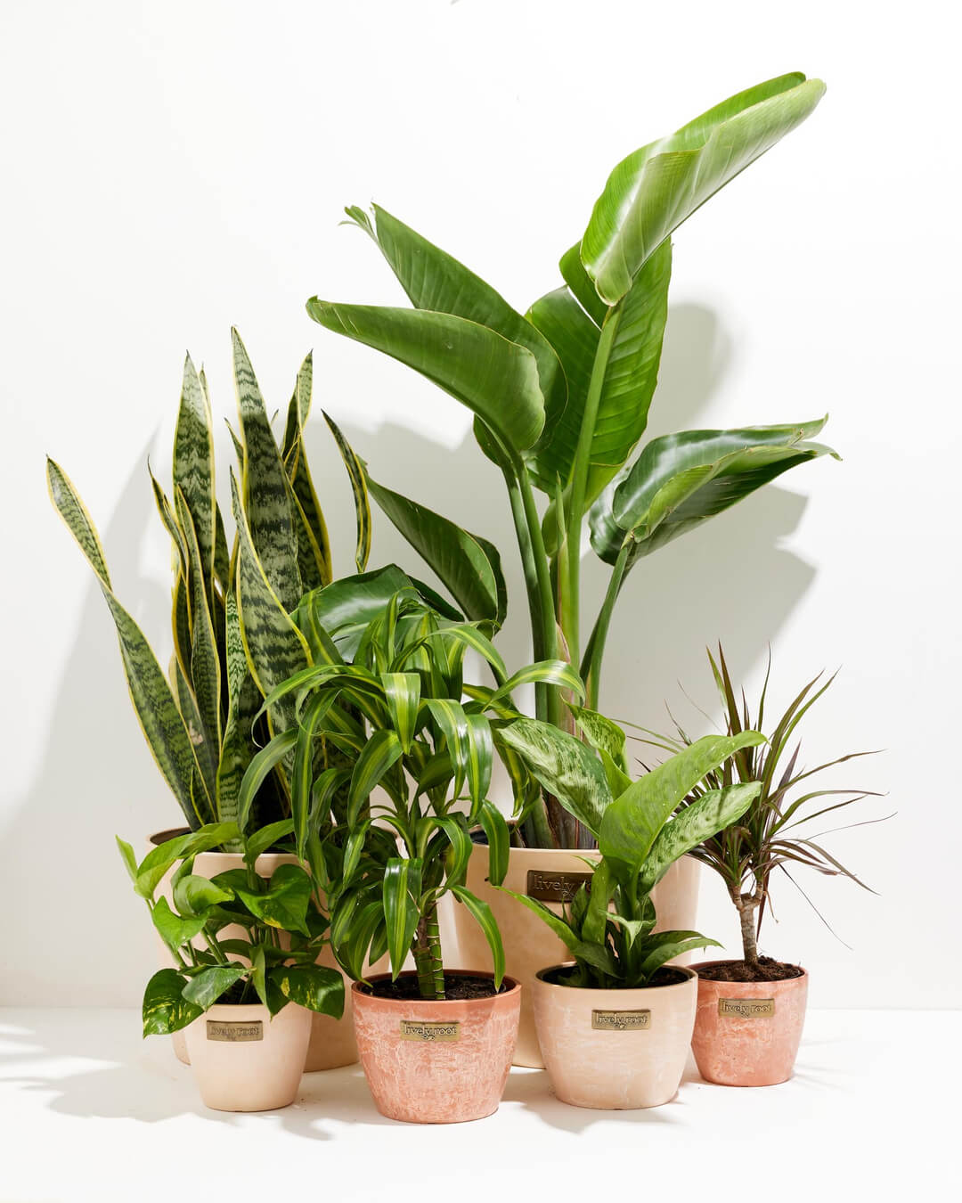 Lively Root Plant Delivery Review - Petal Republic
