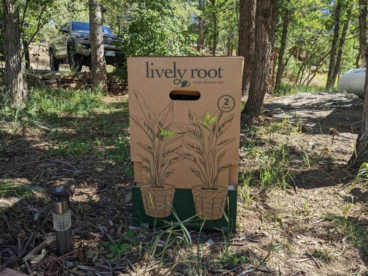 Lively Root Plant Delivery Review - Petal Republic