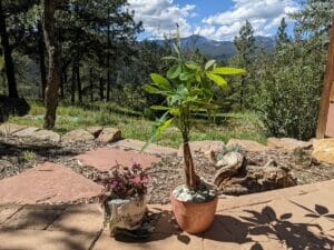 Lively Root Plant Delivery Review - Petal Republic