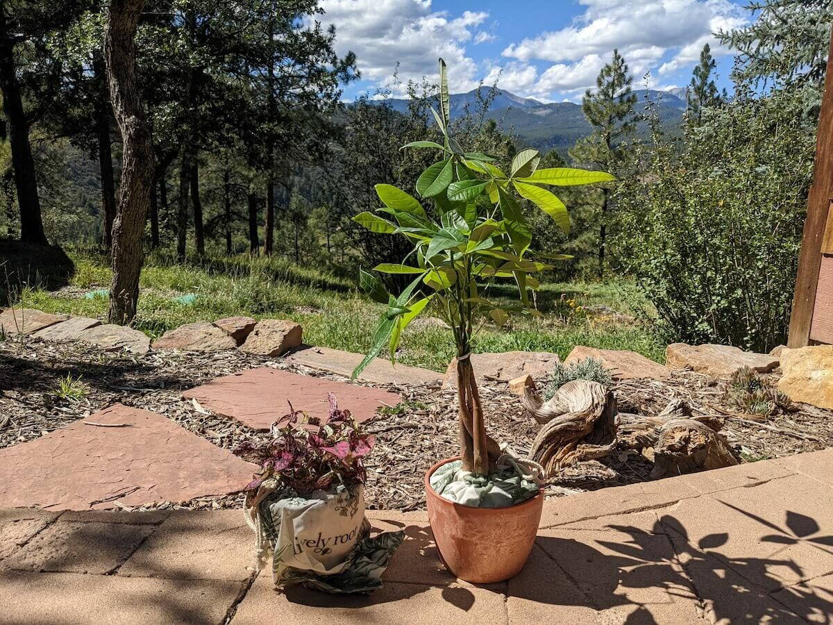 Lively Root Plant Delivery Review - Petal Republic