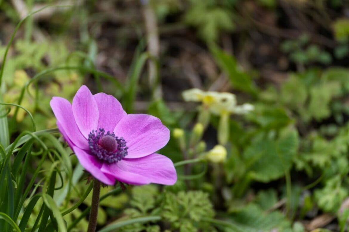 The Secret Color Palette of Anemones That Will Light Up Any Garden ...