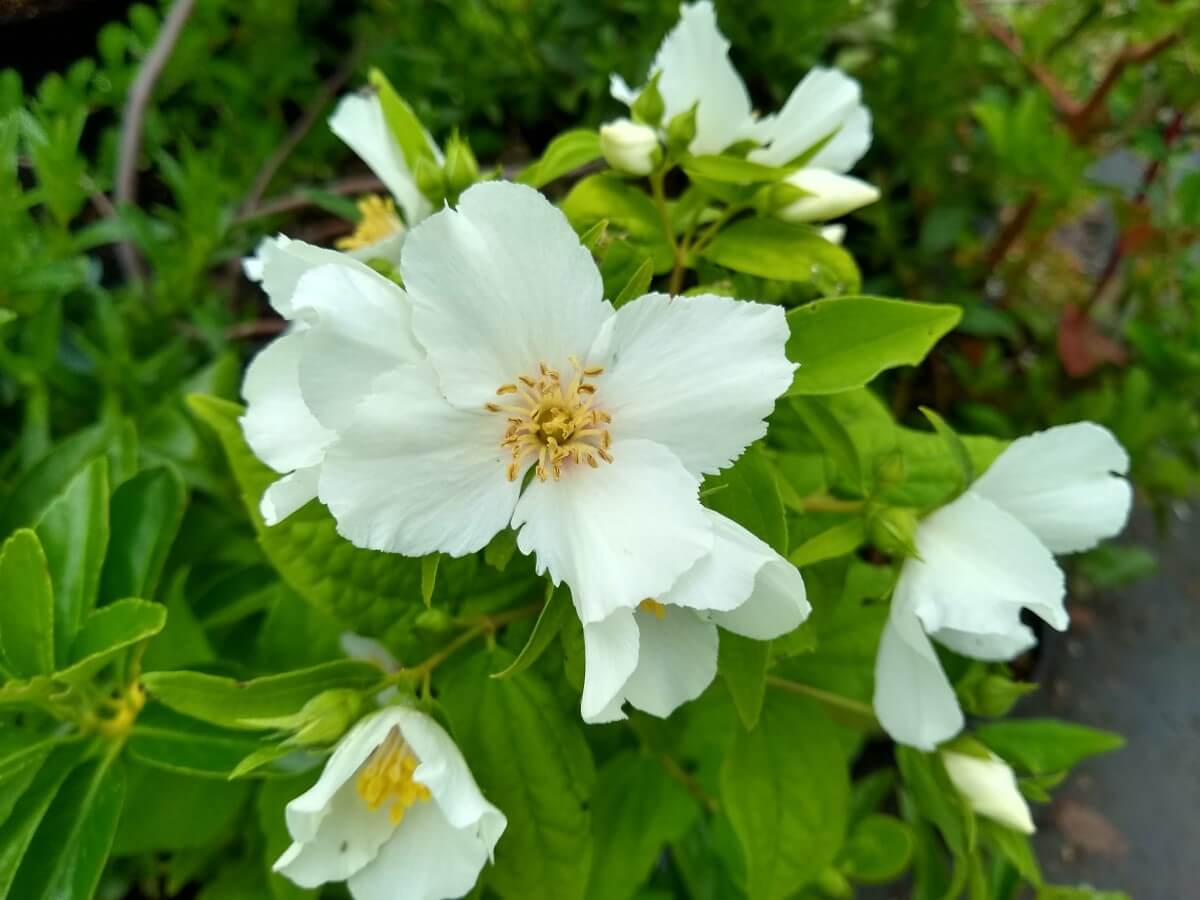 18 Beautiful Mock Orange Varieties (Philadelphus) - Petal Republic