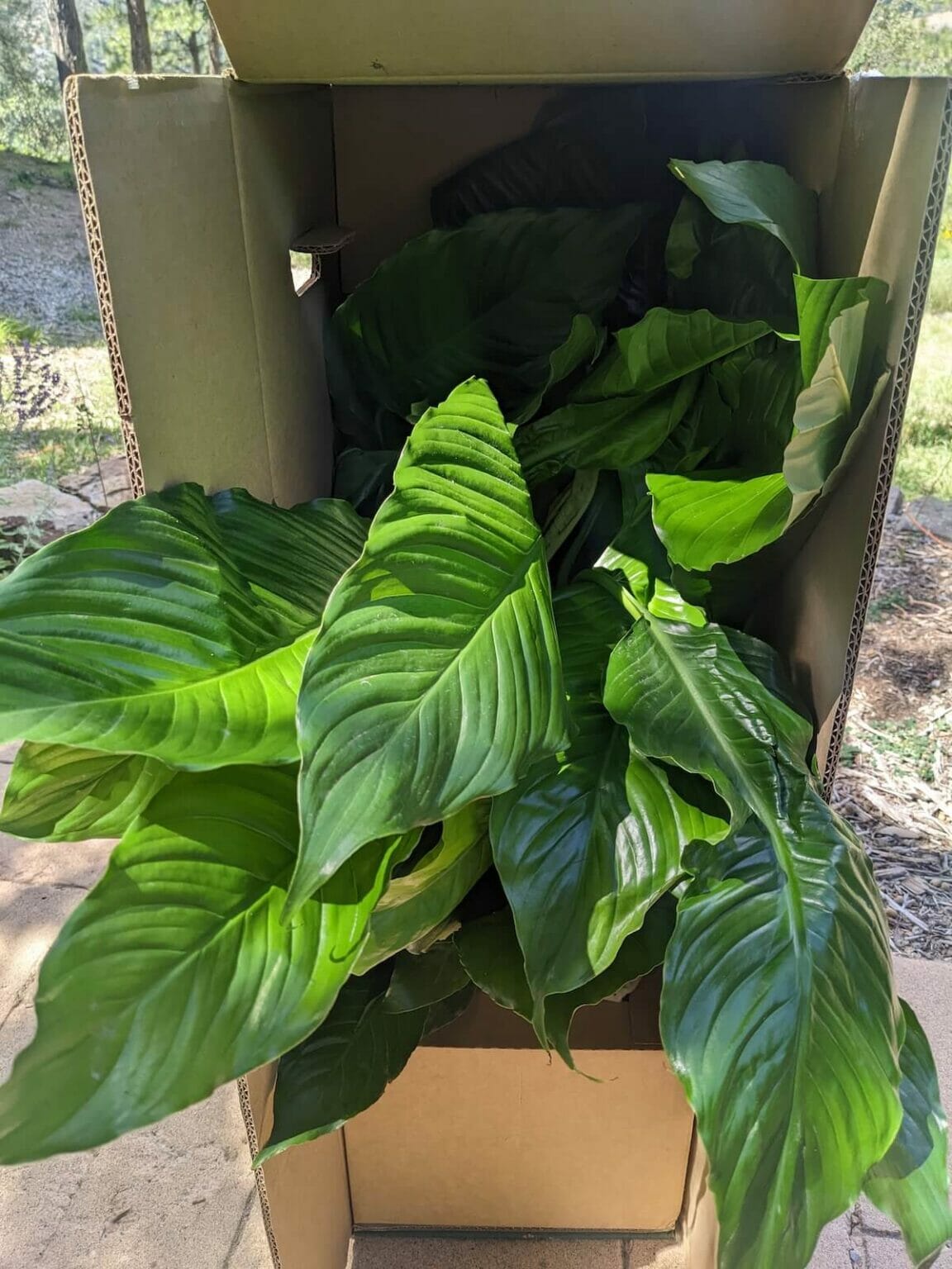 Lively Root Plant Delivery Review - Petal Republic