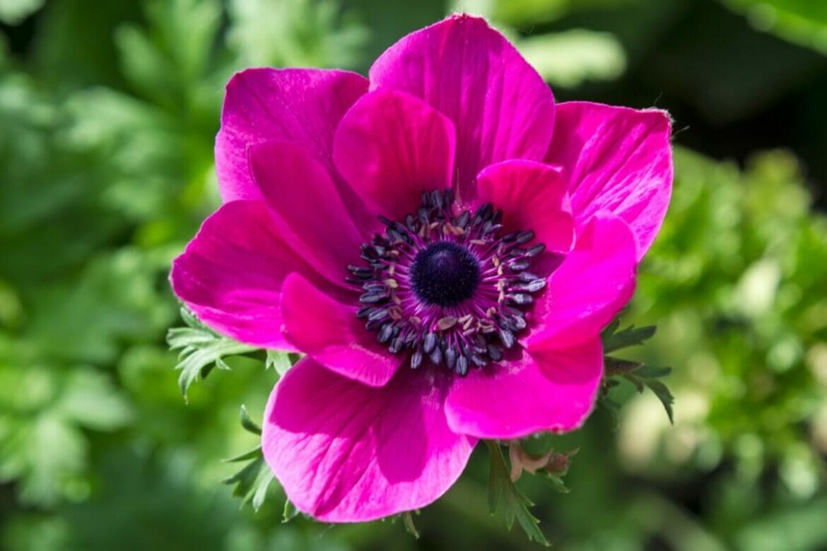 The Secret Color Palette of Anemones That Will Light Up Any Garden ...