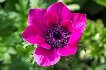 The Secret Color Palette of Anemones That Will Light Up Any Garden ...