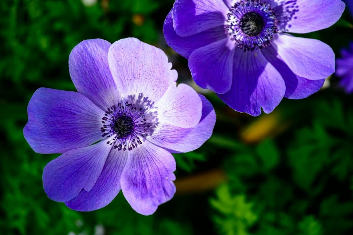 The Secret Color Palette of Anemones That Will Light Up Any Garden ...