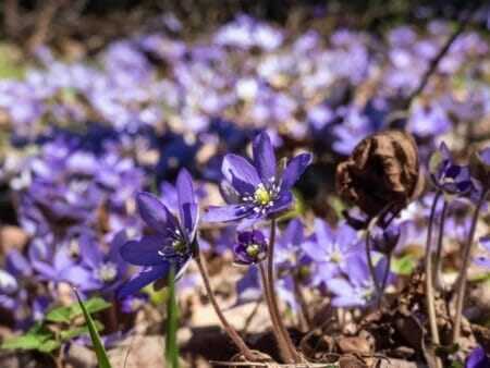 30 Popular Types of Anemone Flowers - Petal Republic