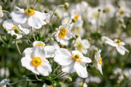 30 Popular Types of Anemone Flowers - Petal Republic