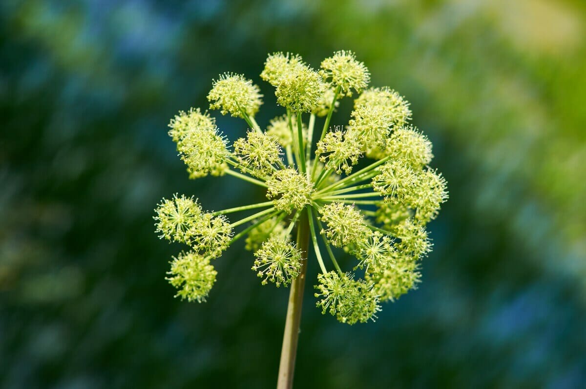 40 Types of Green Flowers For Vibrant Garden Displays - Petal Republic