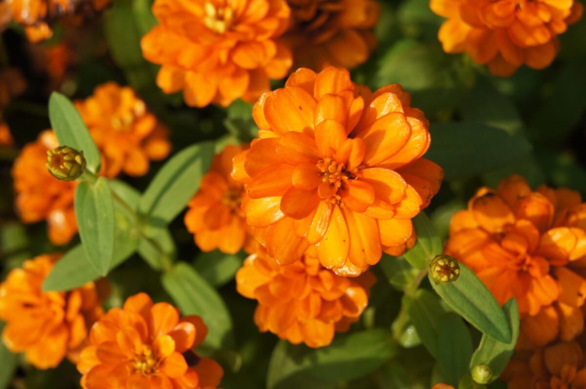 43 Popular Types of Zinnia Flowers - Petal Republic