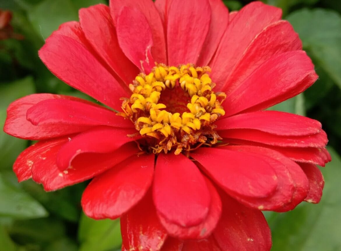 43 Popular Types of Zinnia Flowers - Petal Republic
