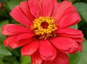 43 Popular Types of Zinnia Flowers - Petal Republic