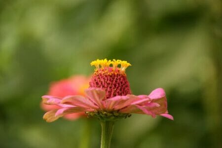 43 Popular Types of Zinnia Flowers - Petal Republic