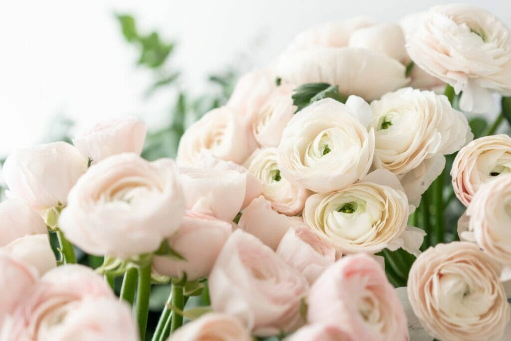 17 Best Types of Flowers to Gift to Your Girlfriend - Petal Republic