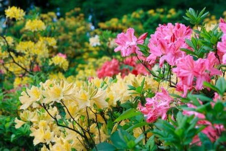 50 Stunning Native Florida Flowers and Plants - Petal Republic