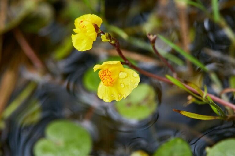 50 Unique Native Florida Flowers and Plants - Petal Republic