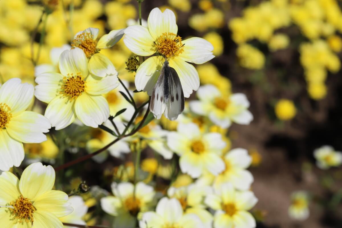 50 Unique Native Florida Flowers and Plants - Petal Republic