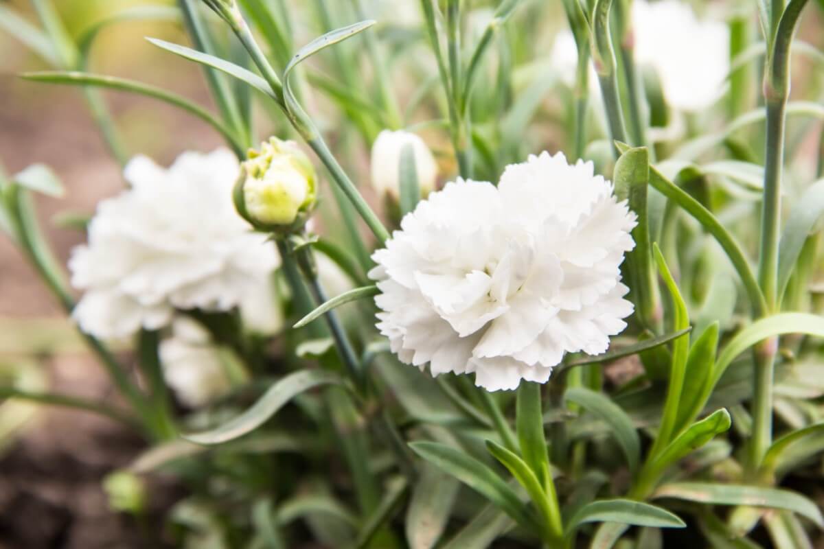 20 Best Types of Masculine Flowers - Petal Republic