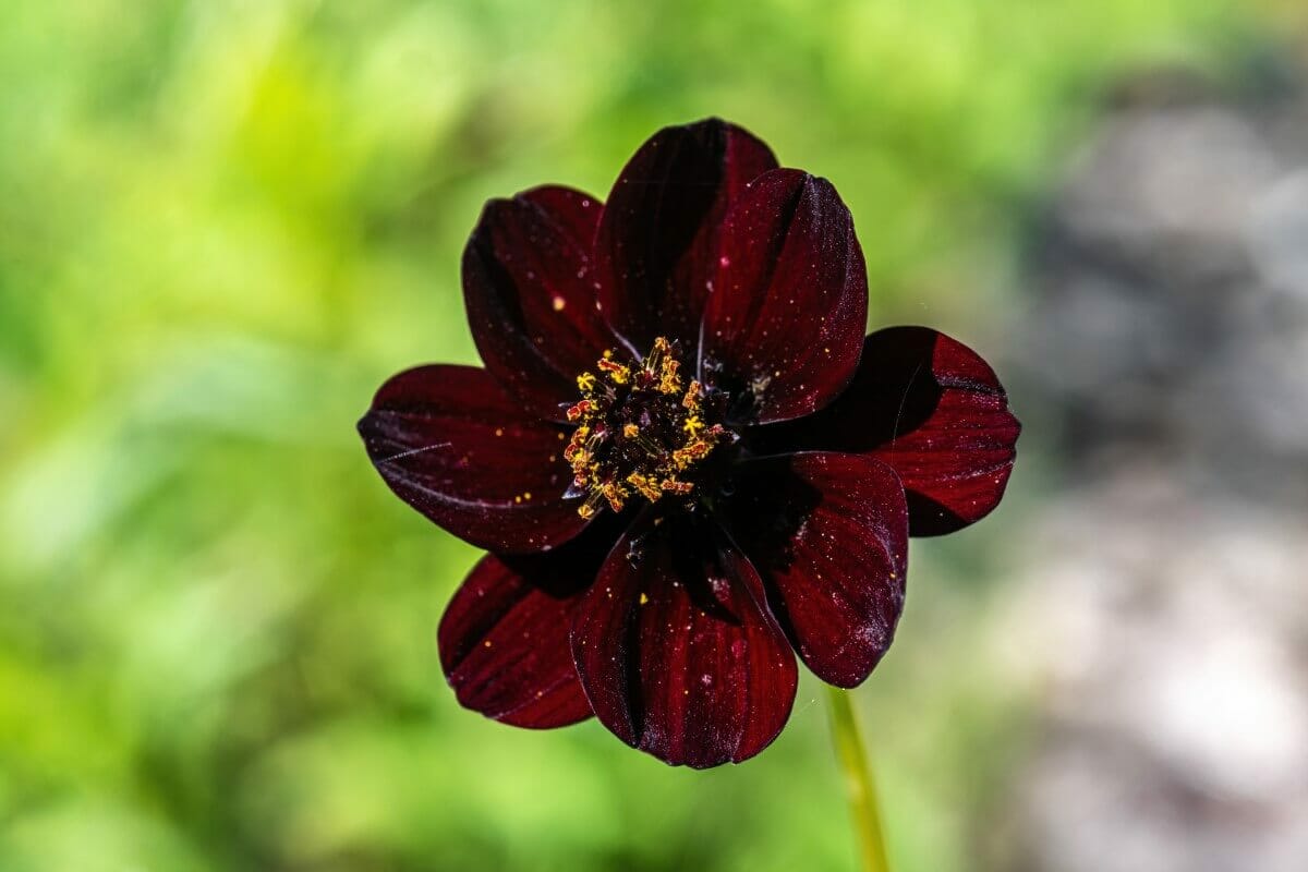 Cosmos Flowers in Every Hue: A Complete Color Guide - Petal Republic