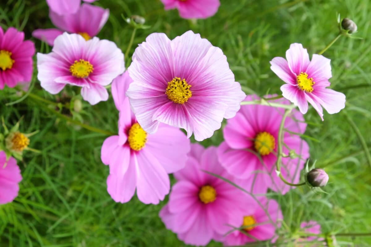 17 Types of Cosmos Flowers for Stunning Garden Displays - Petal Republic