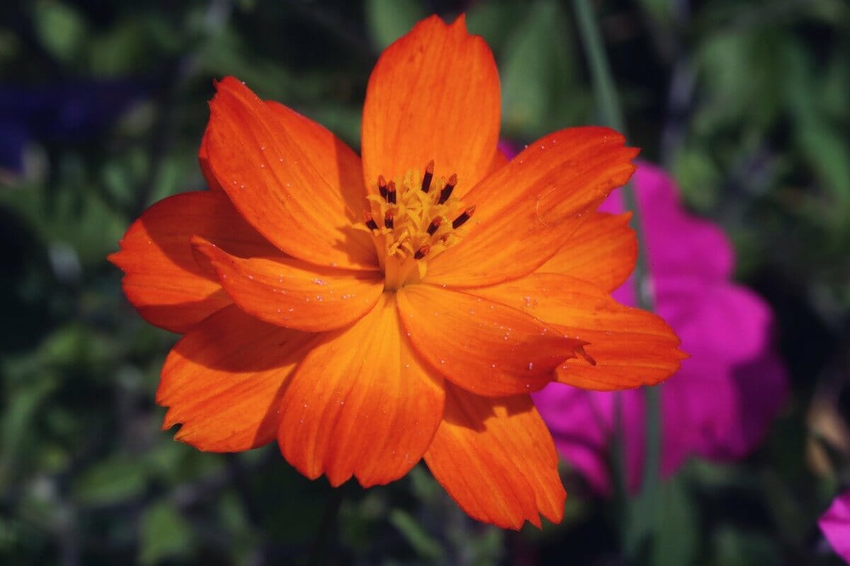 17 Types of Cosmos Flowers for Stunning Garden Displays - Petal Republic