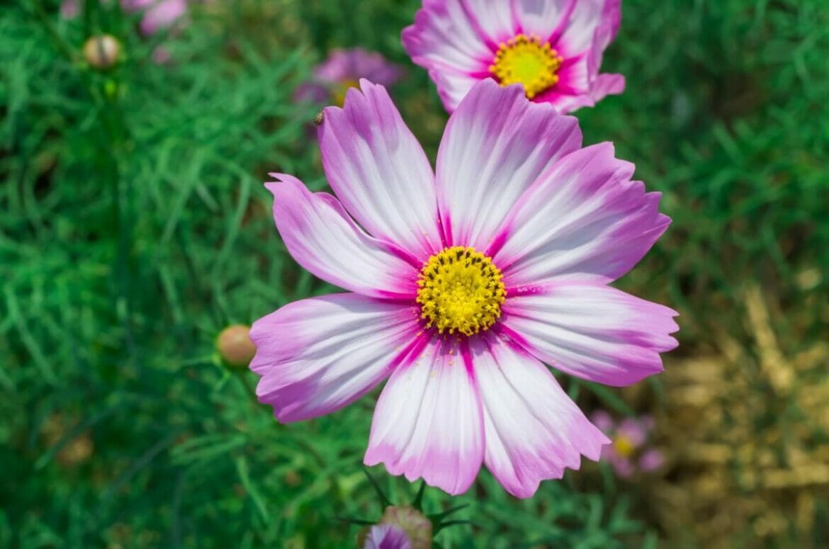 17 Types of Cosmos Flowers for Stunning Garden Displays - Petal Republic