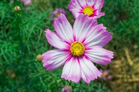 17 Types of Cosmos Flowers for Stunning Garden Displays - Petal Republic