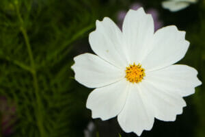 17 Types of Cosmos Flowers for Stunning Garden Displays - Petal Republic