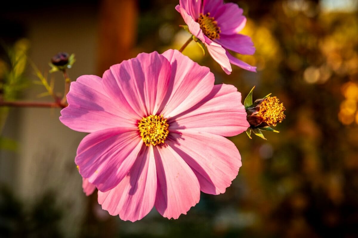 17 Types of Cosmos Flowers for Stunning Garden Displays - Petal Republic