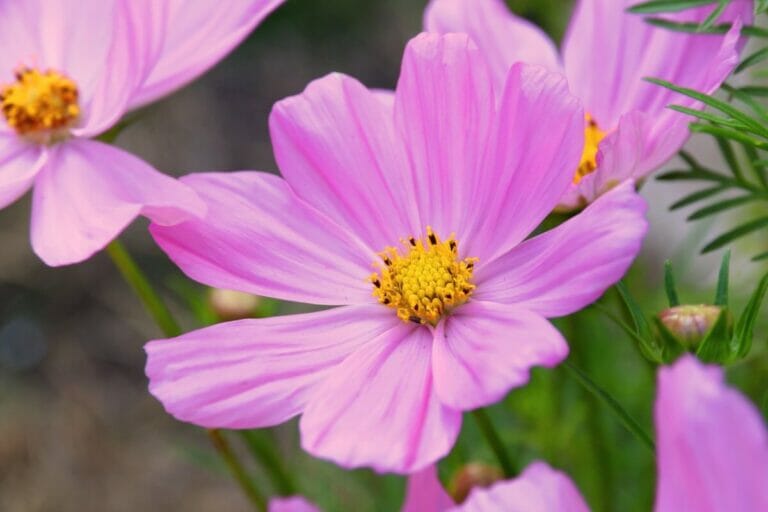 17 Types of Cosmos Flowers for Stunning Garden Displays - Petal Republic